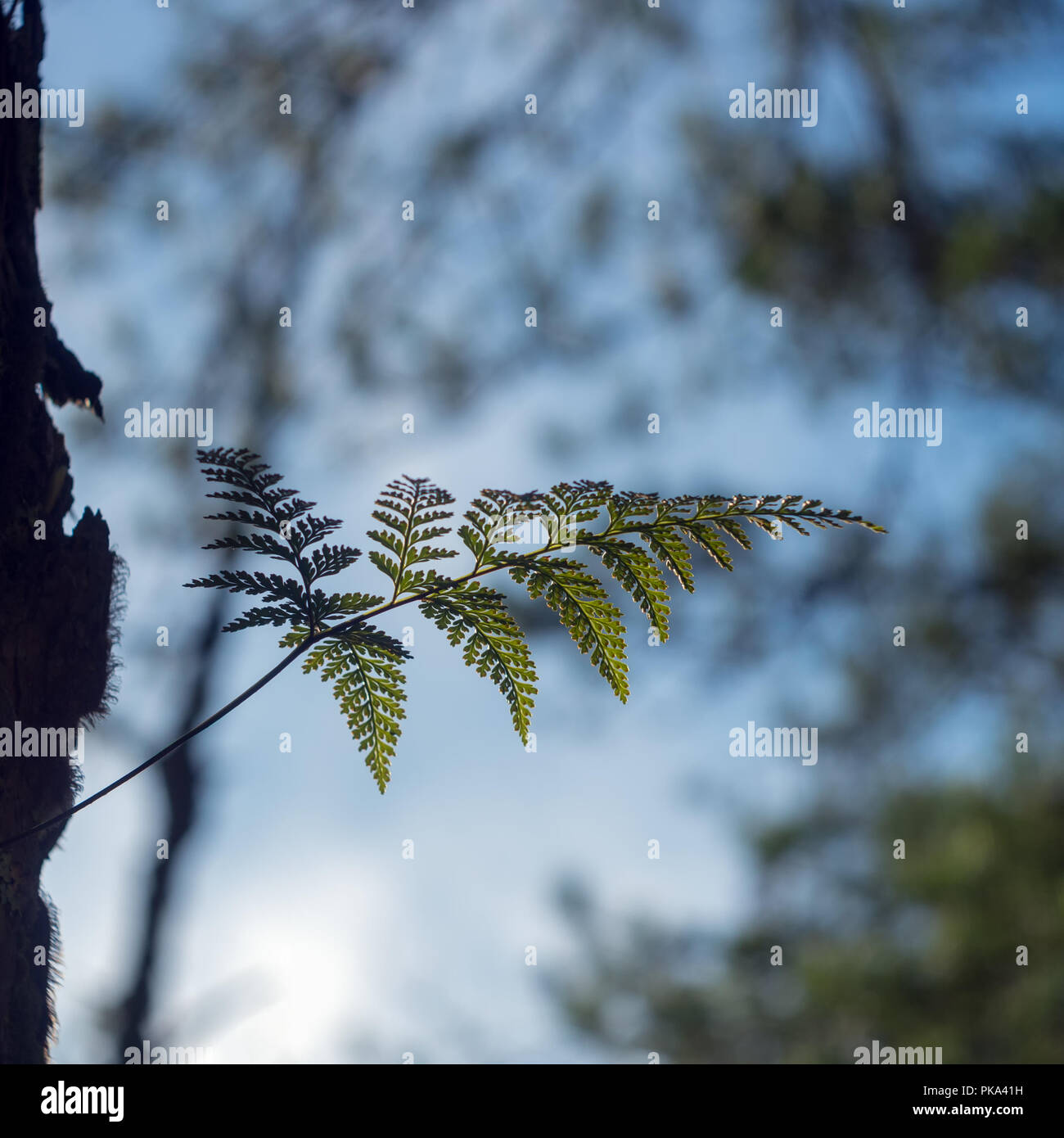 Ferns, lichens and moss live on pine tree. It is the survival of the ...