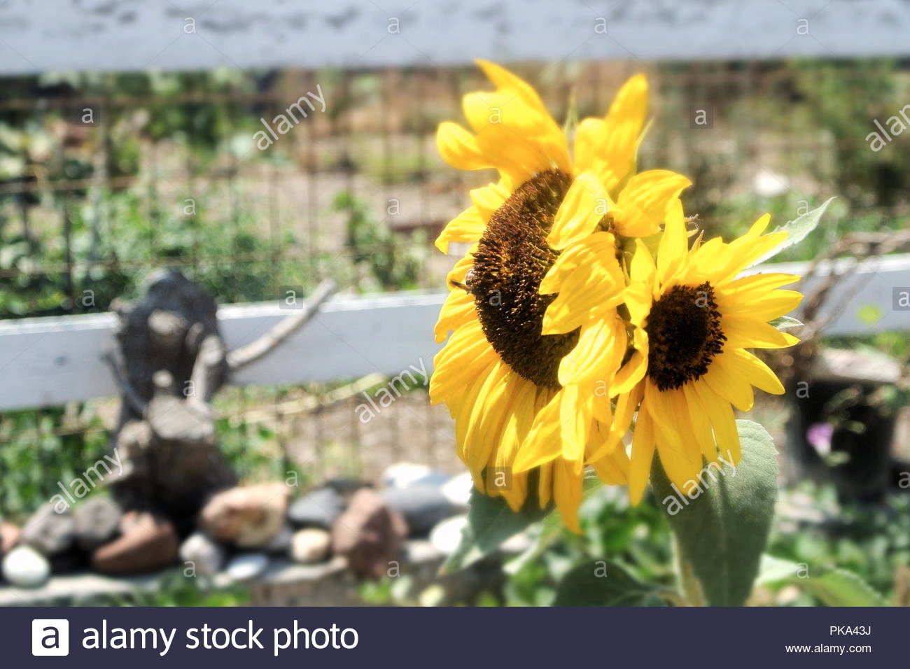 Sun Baking Stock Photos & Sun Baking Stock Images - Alamy