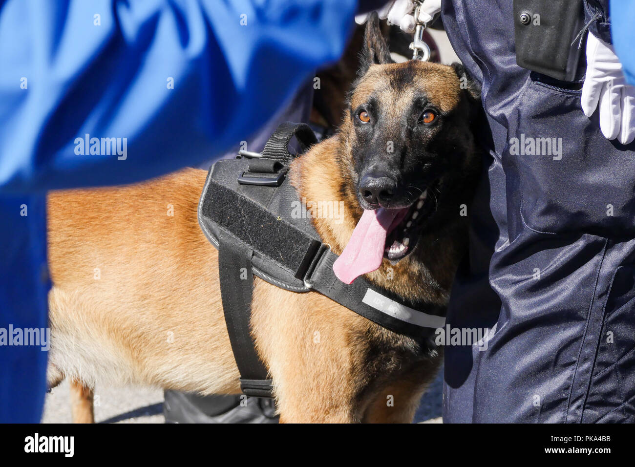 French Gendarmery Police dog, Sathonay-Camp, France Stock Photo - Alamy