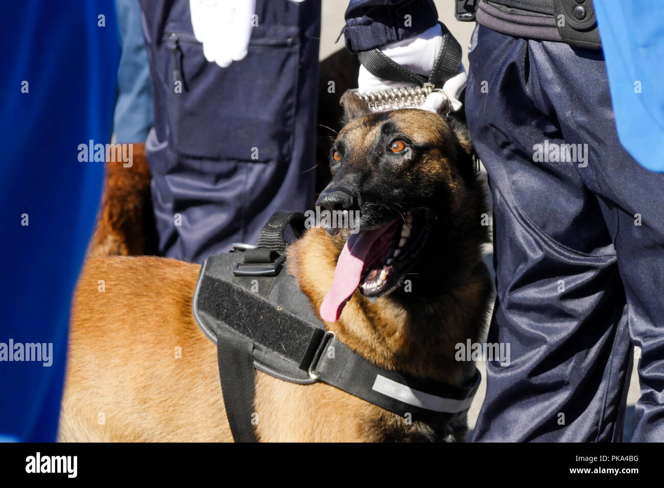 French Gendarmery Police dog, Sathonay-Camp, France Stock Photo - Alamy