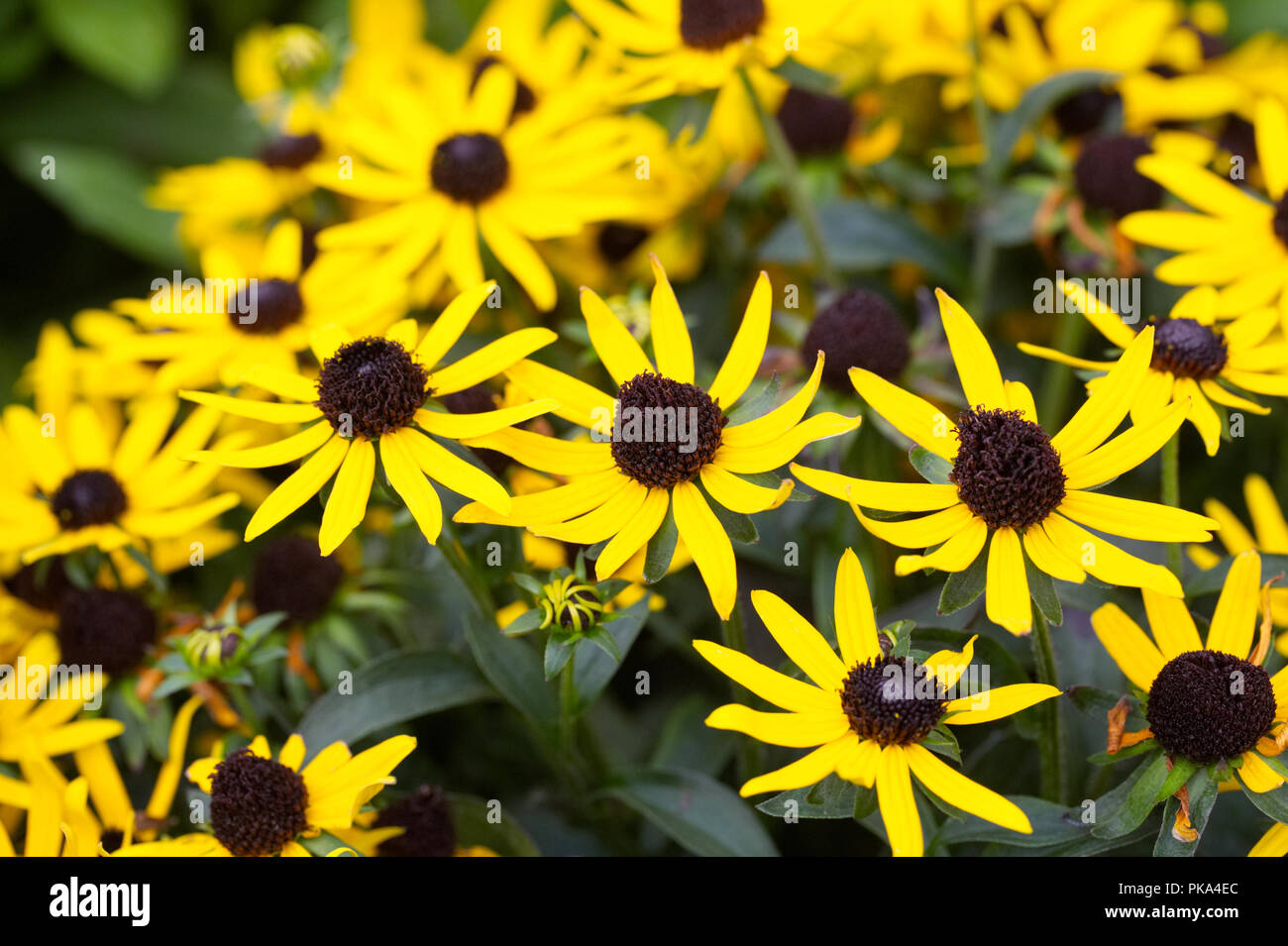 Rudbeckia fulgida 'Little Gold Star' flowers Stock Photo - Alamy