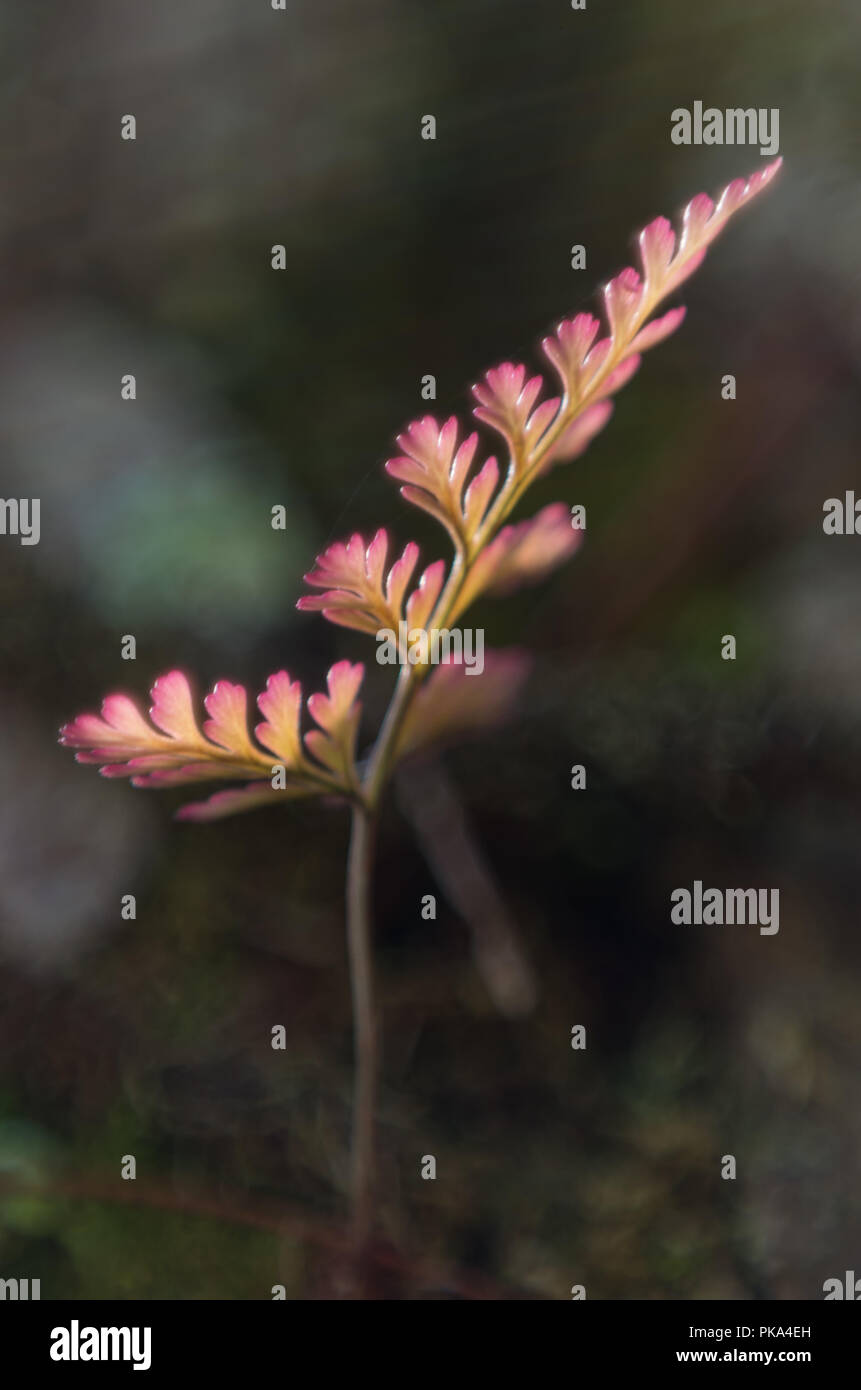 Ferns, lichens and moss live on pine tree. It is the survival of the ...