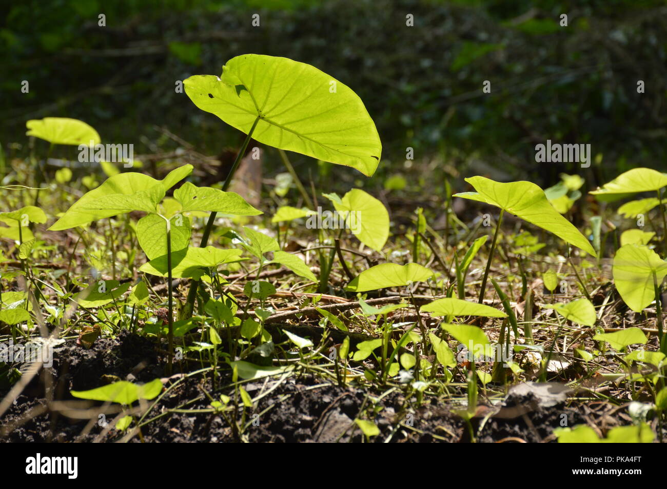 Kochu plant hi-res stock photography and images - Alamy