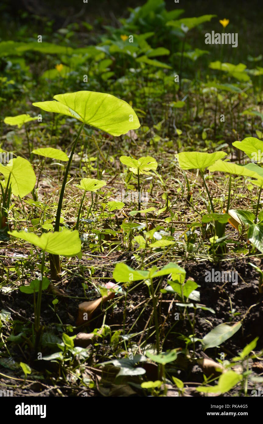 Kochu plant hi-res stock photography and images - Alamy