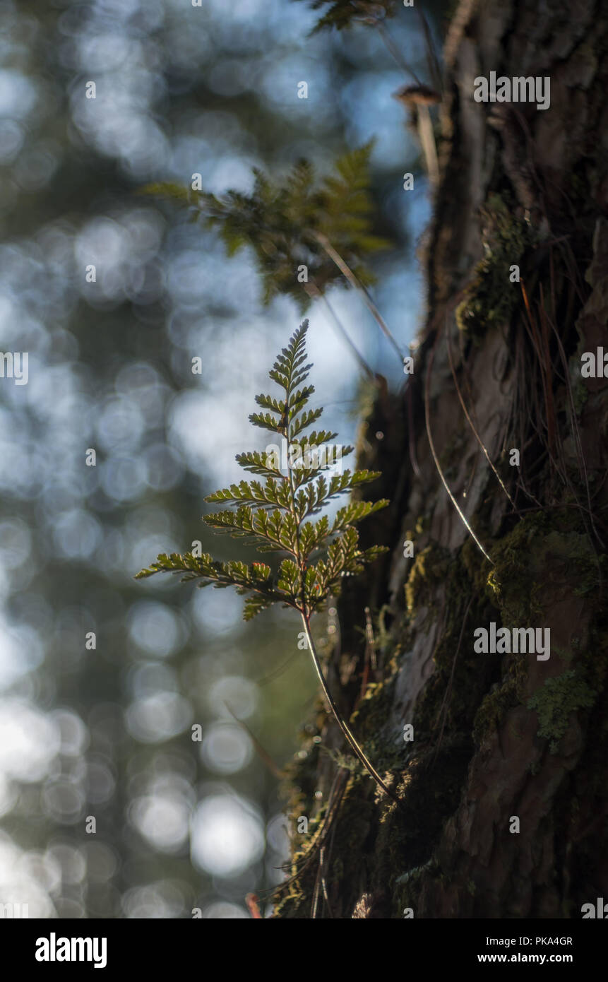 Ferns, lichens and moss live on pine tree. It is the survival of the ...