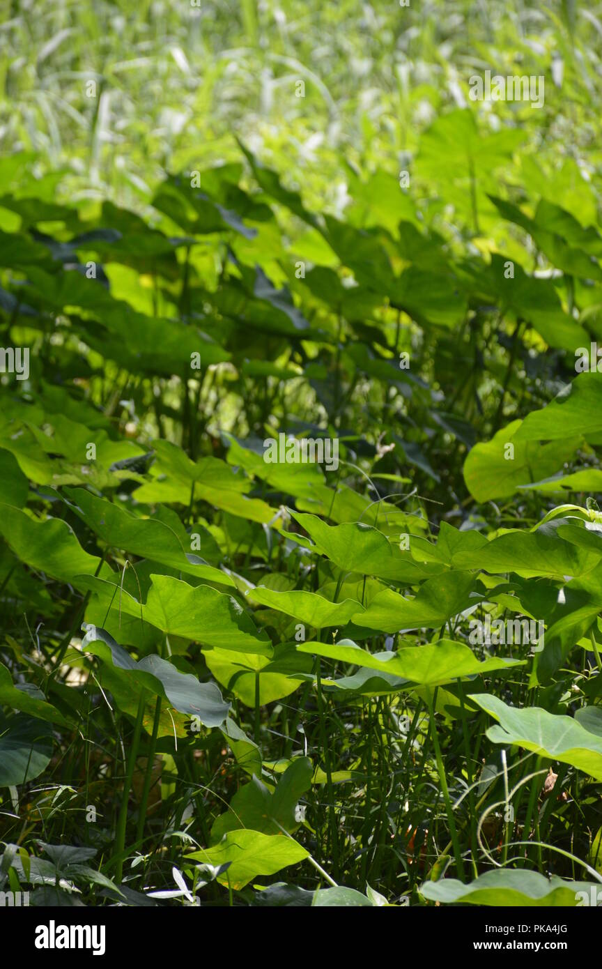 Kochu plant hi-res stock photography and images - Alamy