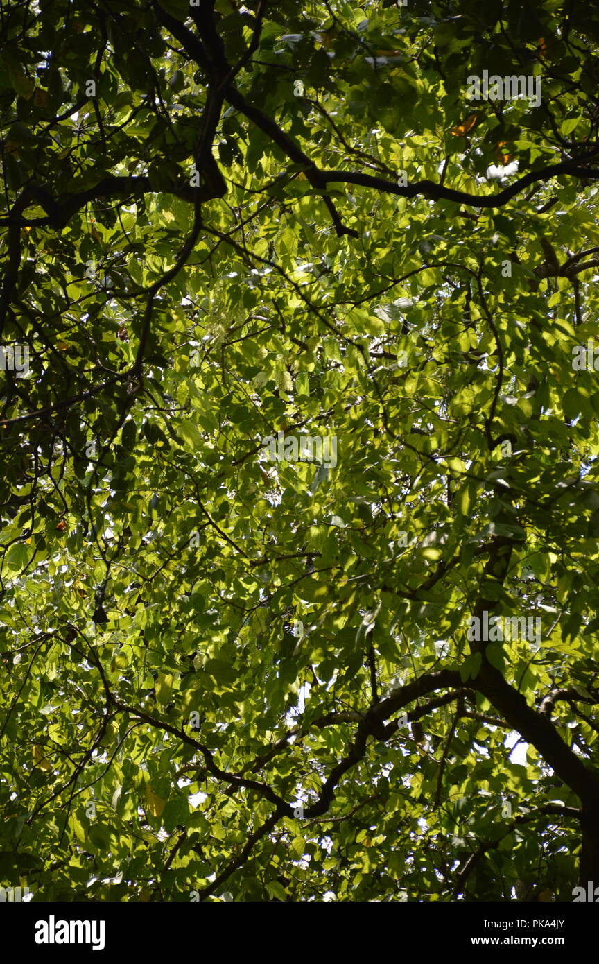 Monsoon green foliage at the AJC Bose Indian Botanic Garden, Howrah ...