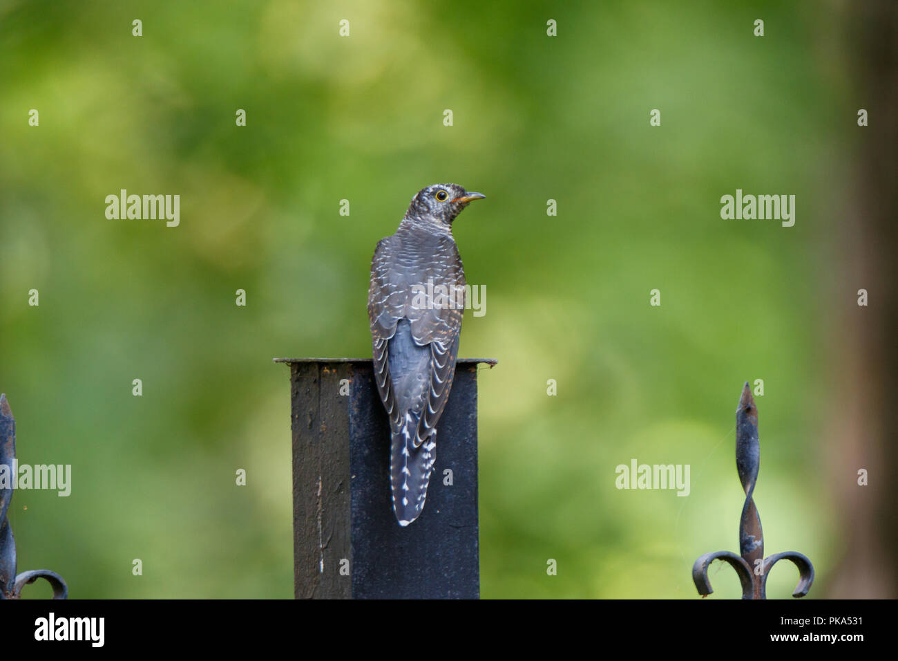 Young bird. Common Cuckoo (Cuculus canorus). Russia, the Moscow region ...