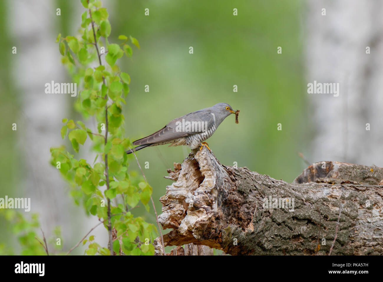 Common Cuckoo (Cuculus canorus). Russia, the Ryazan region (Ryazanskaya ...