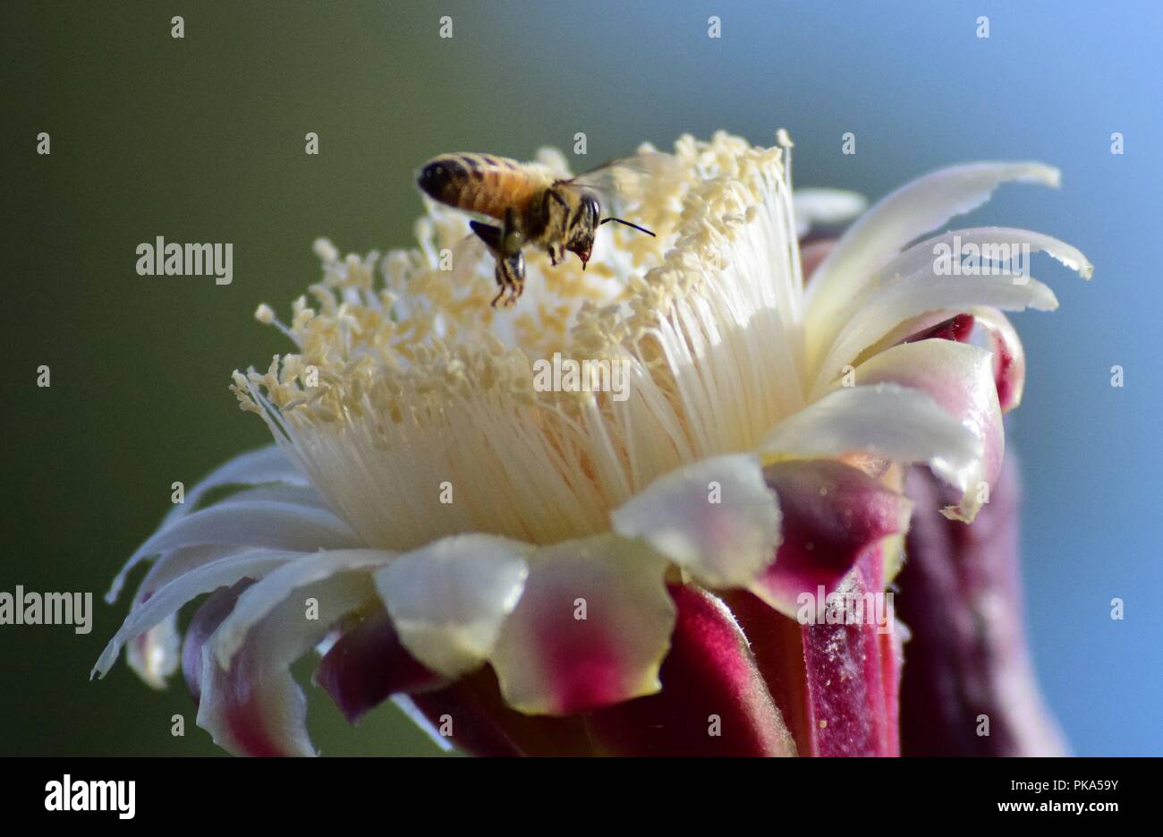 Honey bee pollinating on pink and white cactus bloom in Maricopa ...