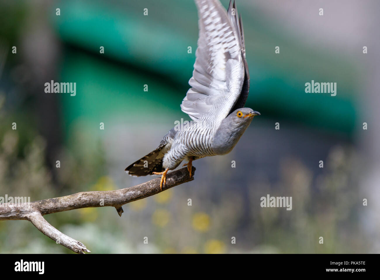 Common Cuckoo (Cuculus canorus). Russia, the Ryazan region (Ryazanskaya ...