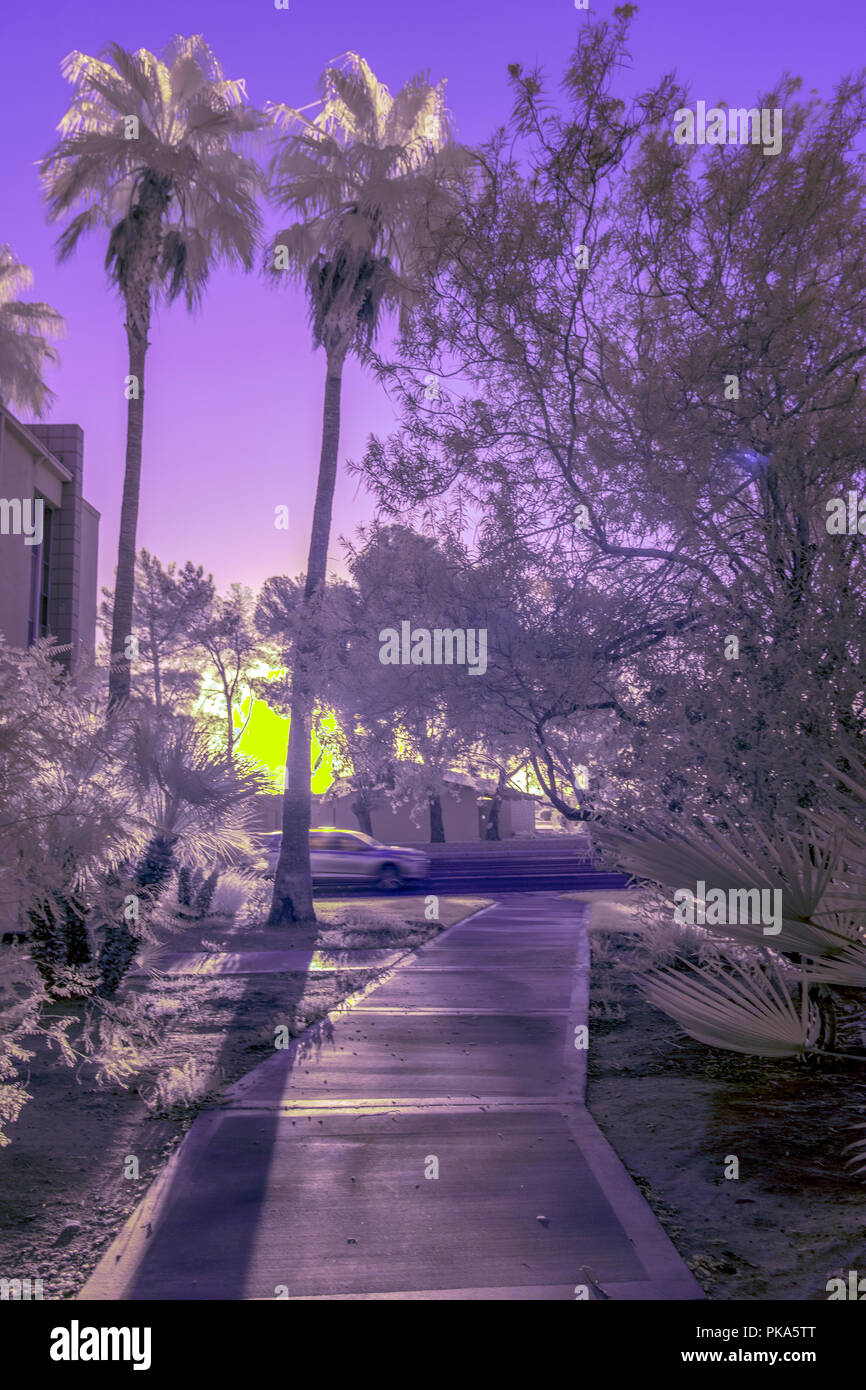 Violet sunrise with white palm trees and foliage, and a yellow sun ...