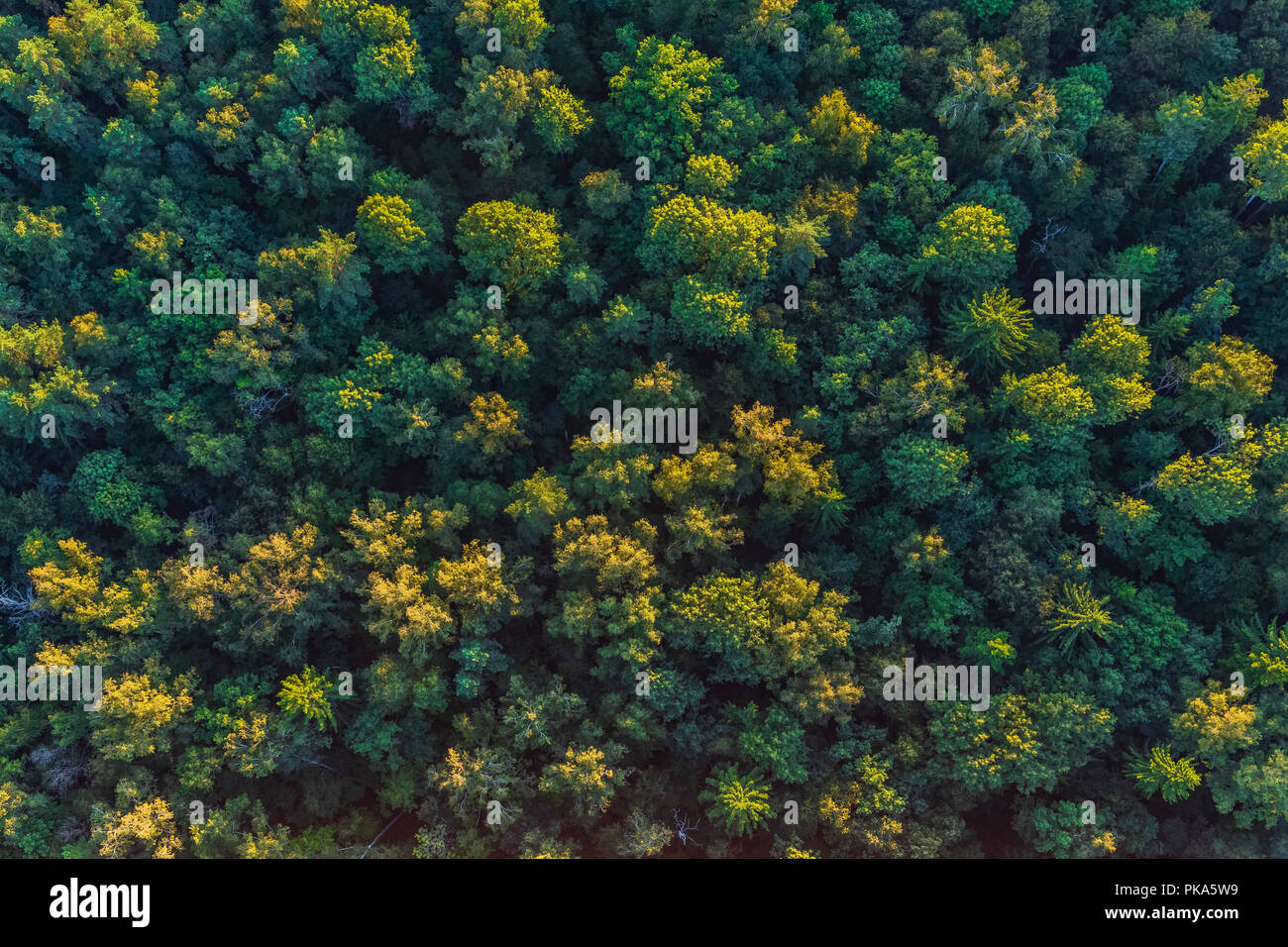 Aerial view of the forest, green background Stock Photo - Alamy