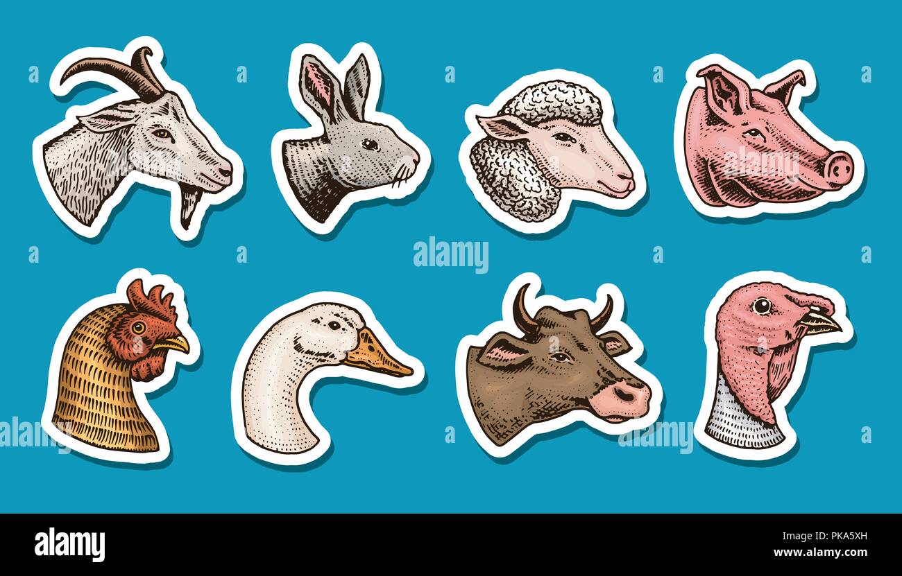 Farm animals. Head of a domestic horse pig goat cow alpaca llama rabbit ...