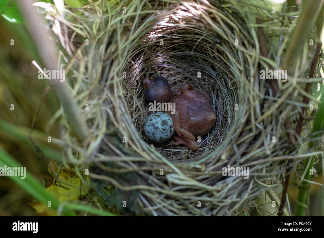 A Chick of Common Cuckoo (Cuculus canorus) in nest of Marsh Warbler ...