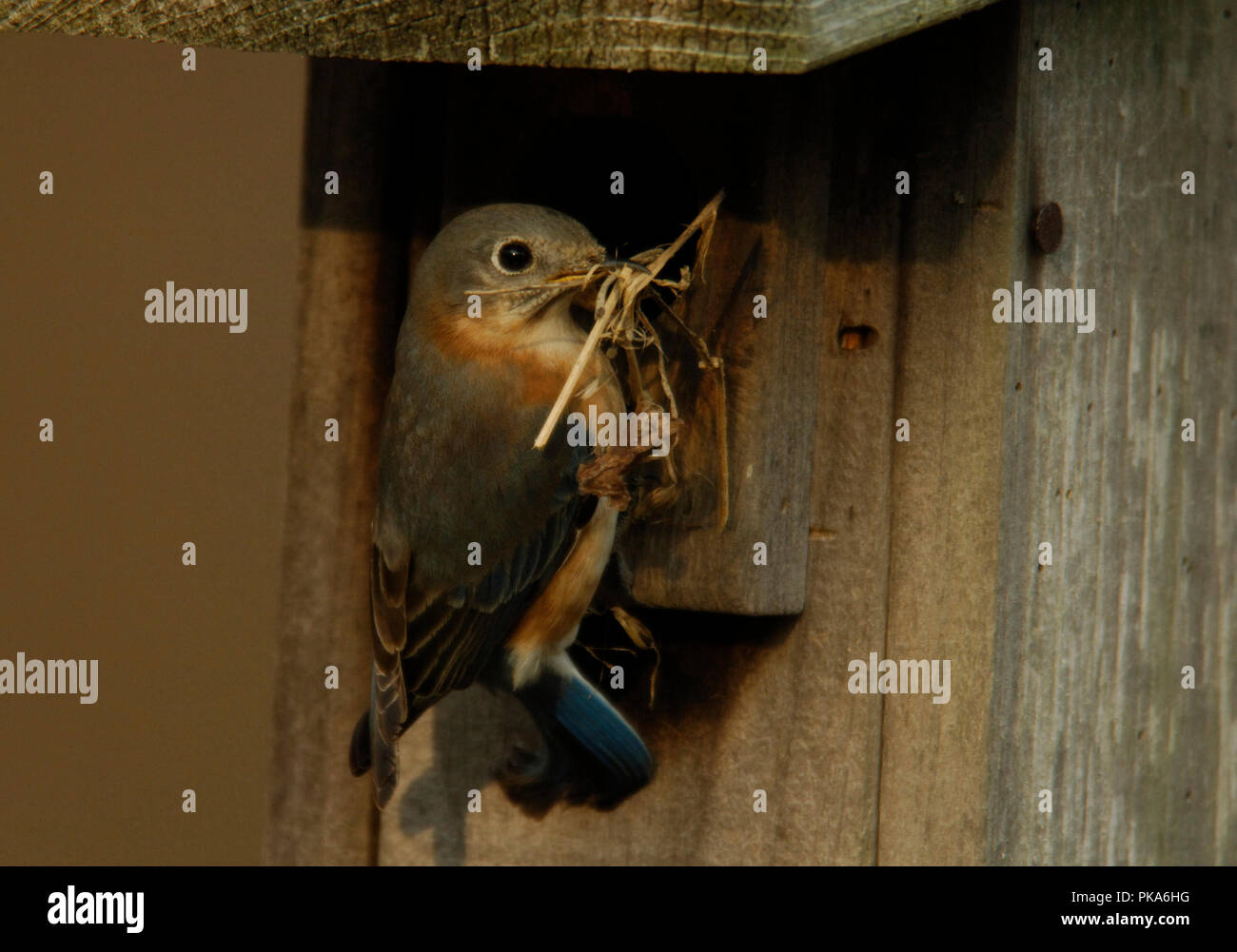 Eastern Bluebird :: Sialia sialis Stock Photo - Alamy