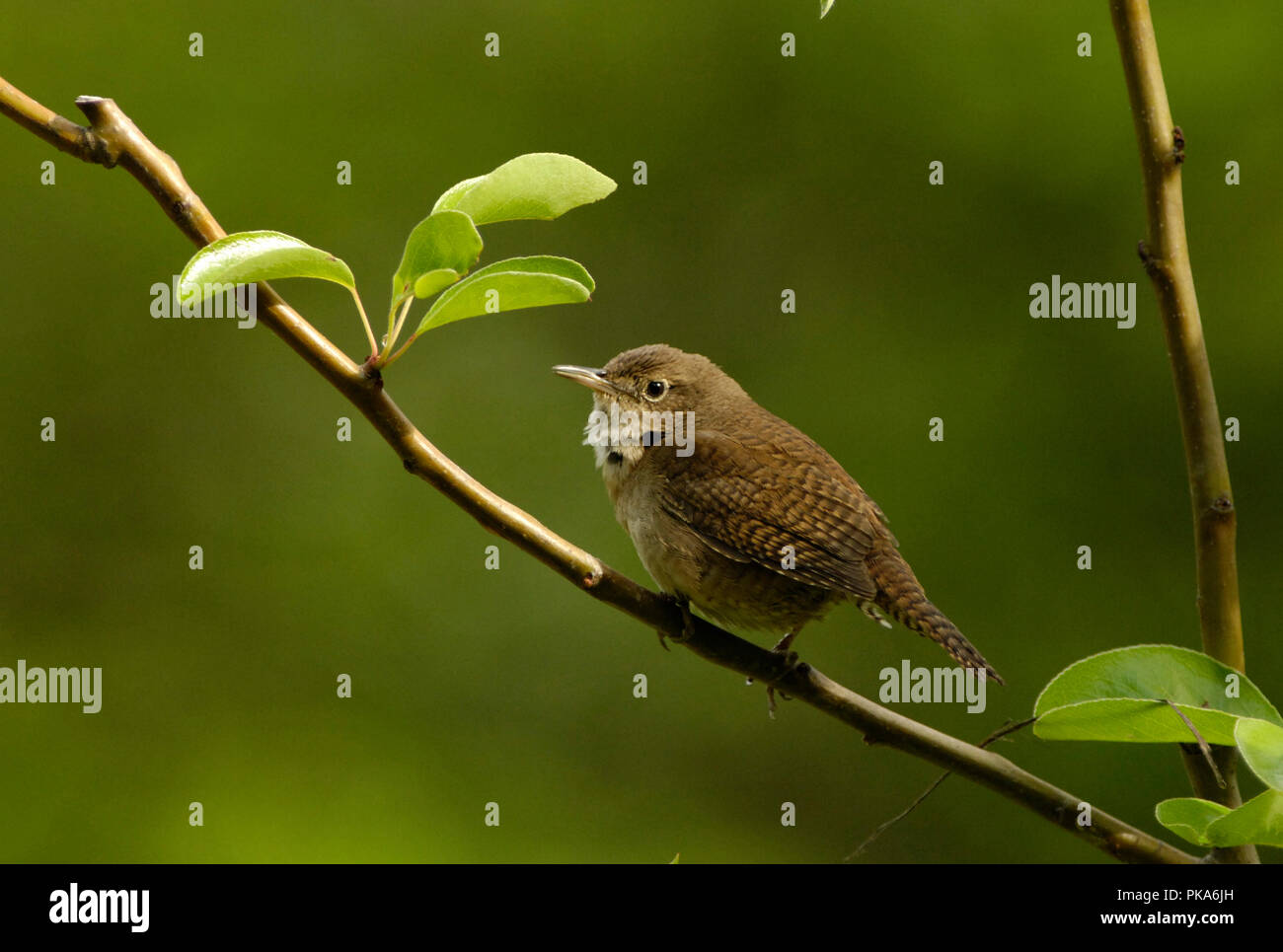 Wren eggs hi-res stock photography and images - Alamy