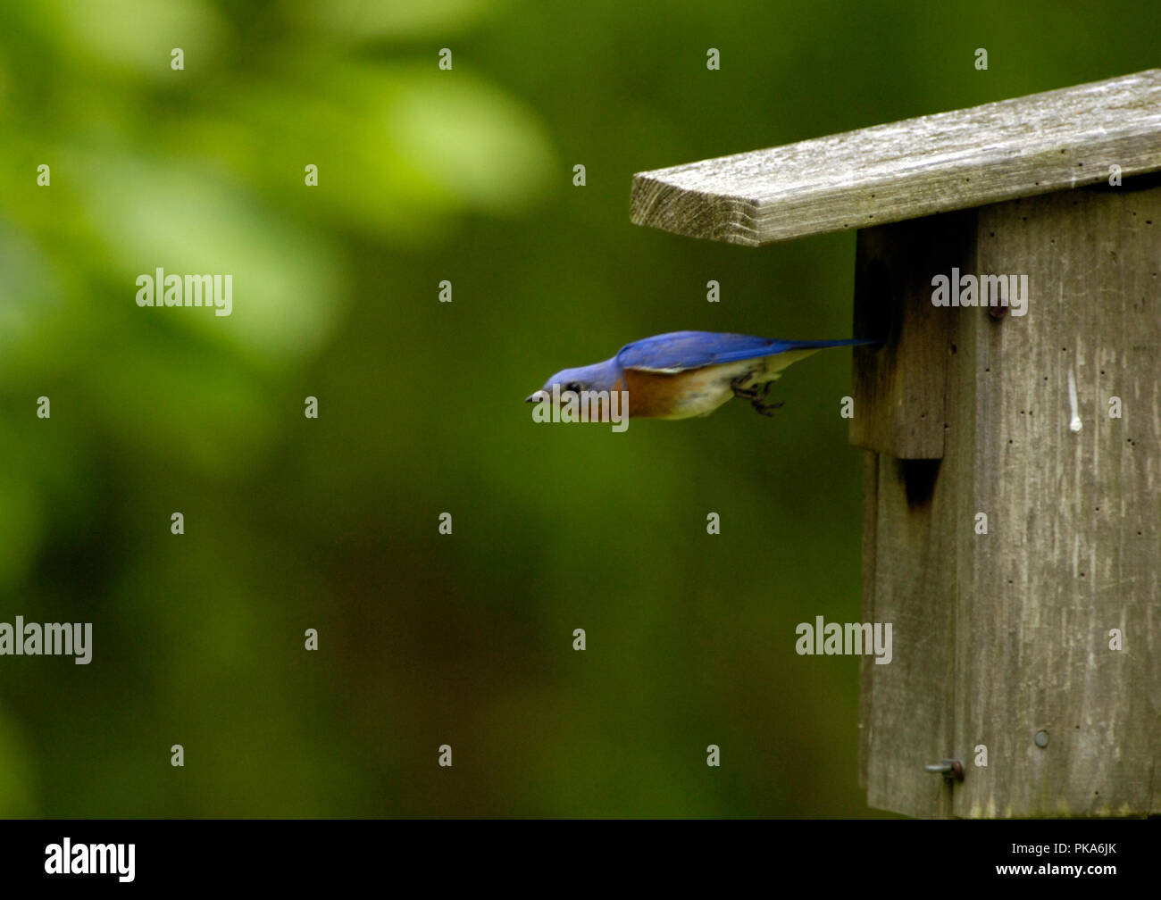 Eastern Bluebird :: Sialia sialis Stock Photo - Alamy