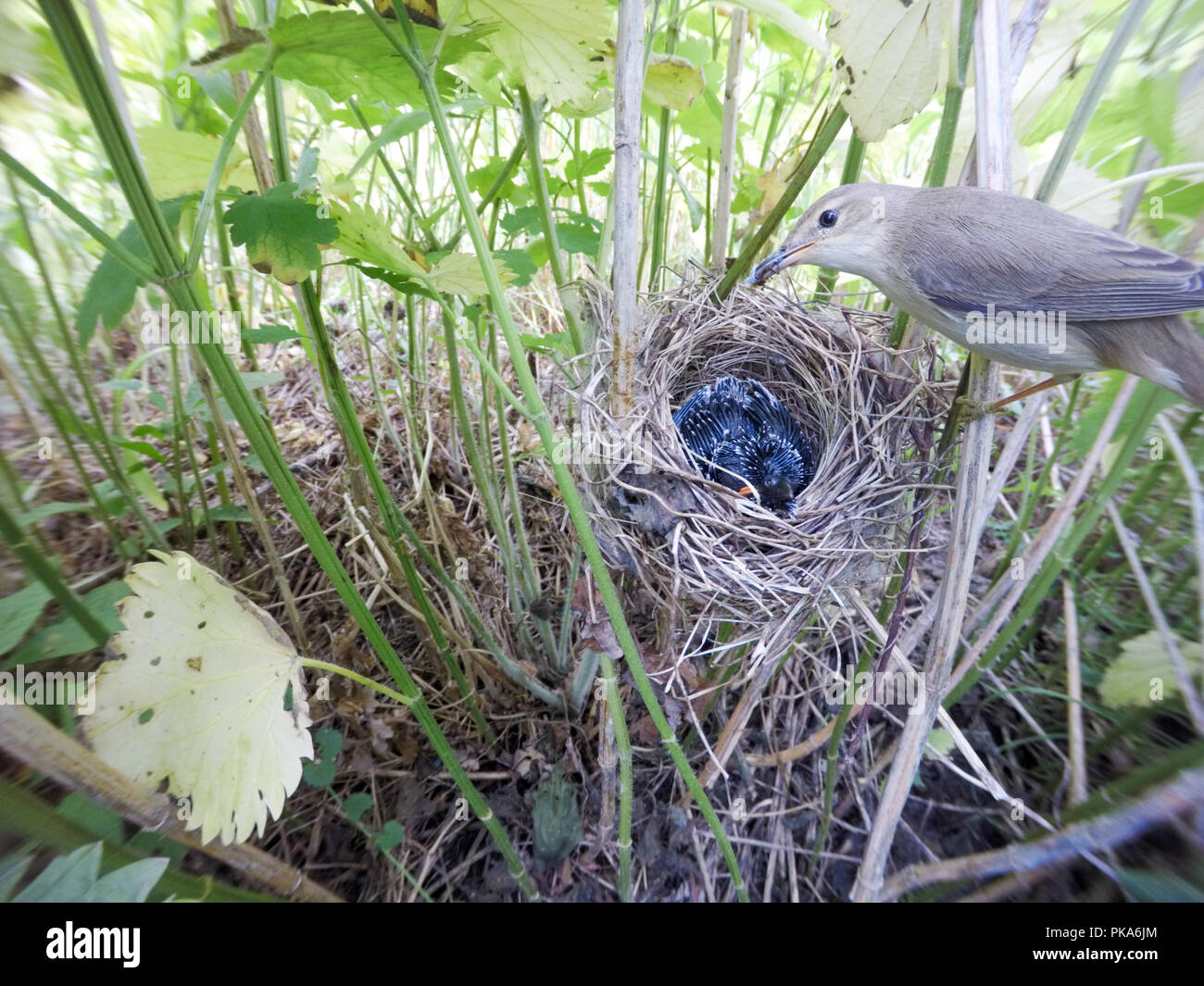 A Chick of Common Cuckoo (Cuculus canorus) in nest of Marsh Warbler ...