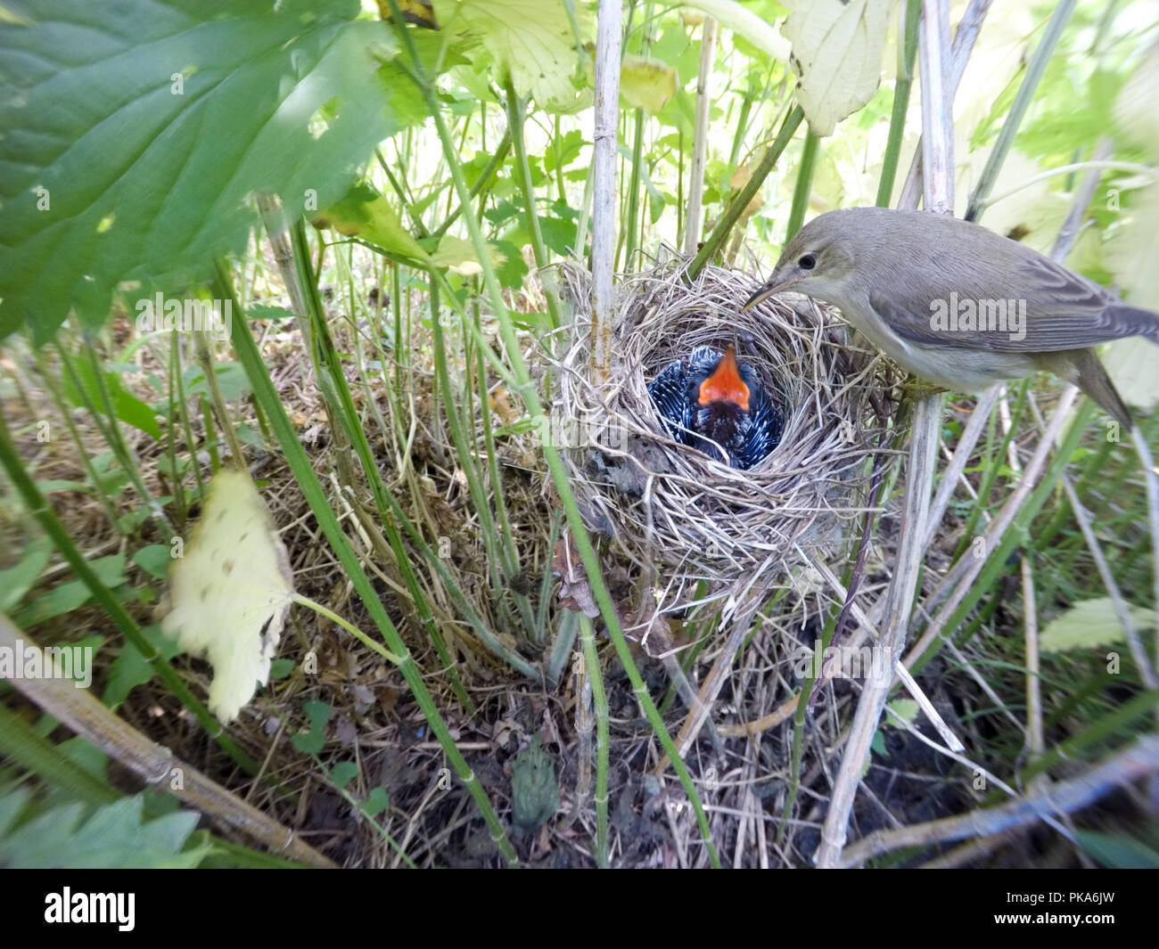 A Chick of Common Cuckoo (Cuculus canorus) in nest of Marsh Warbler ...