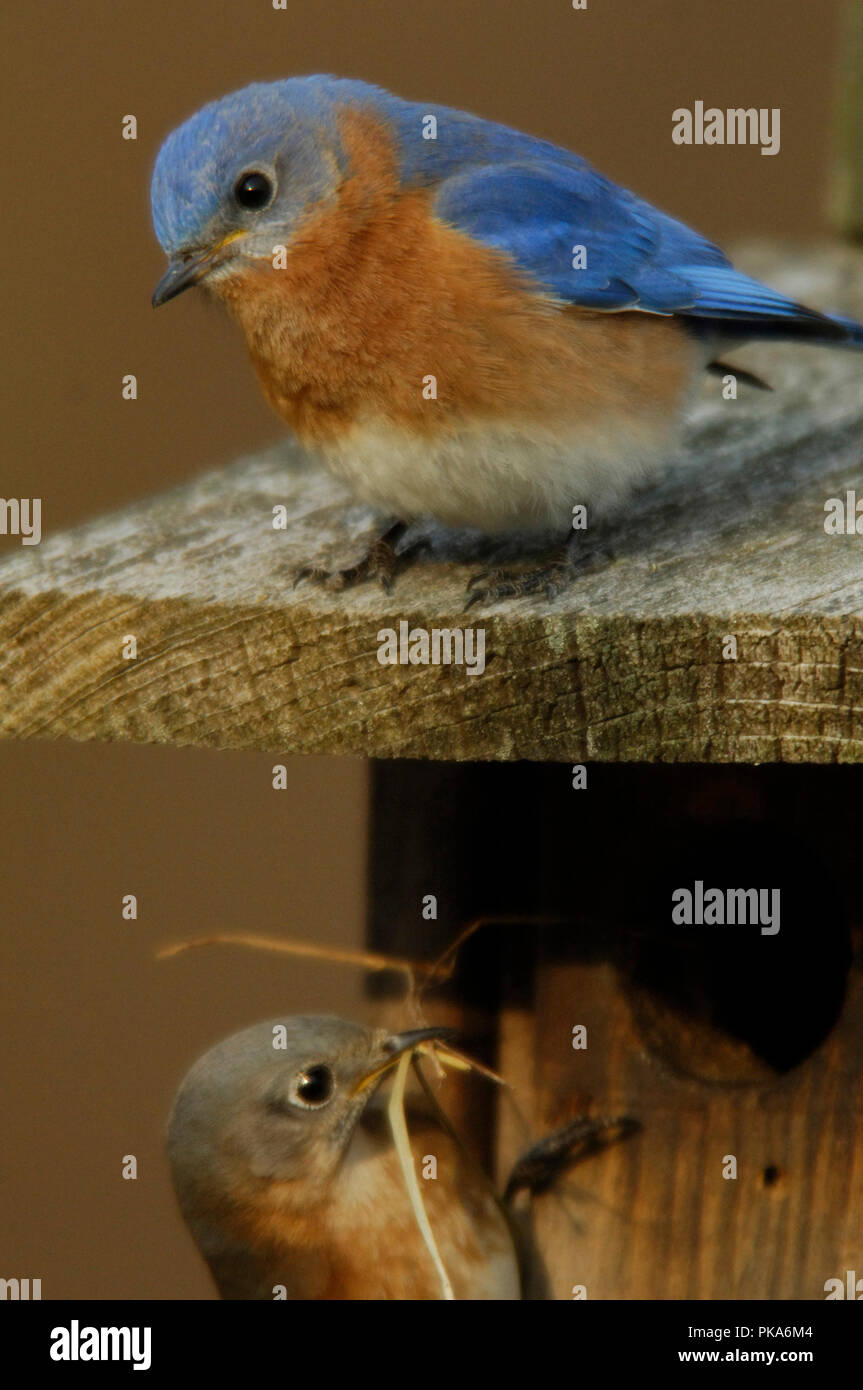 Eastern Bluebird :: Sialia sialis Stock Photo - Alamy