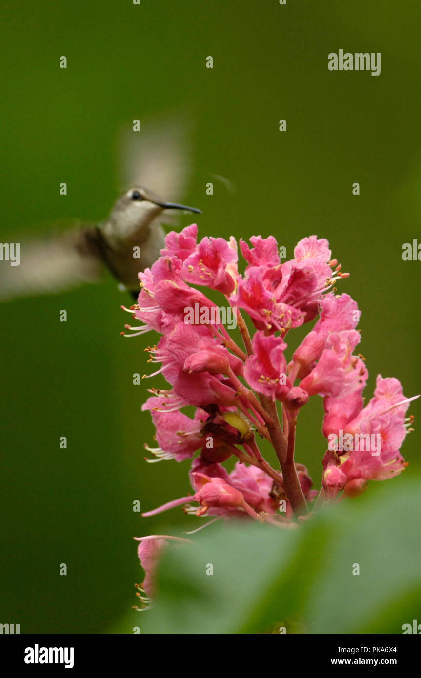 Ruby-throated hummingbird :: Archilochus colubris Stock Photo - Alamy