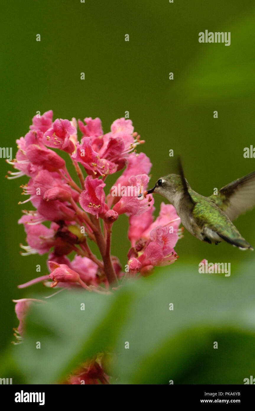 Ruby-throated hummingbird :: Archilochus colubris Stock Photo - Alamy
