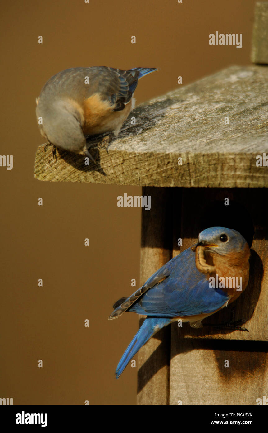 Eastern Bluebird :: Sialia sialis Stock Photo - Alamy