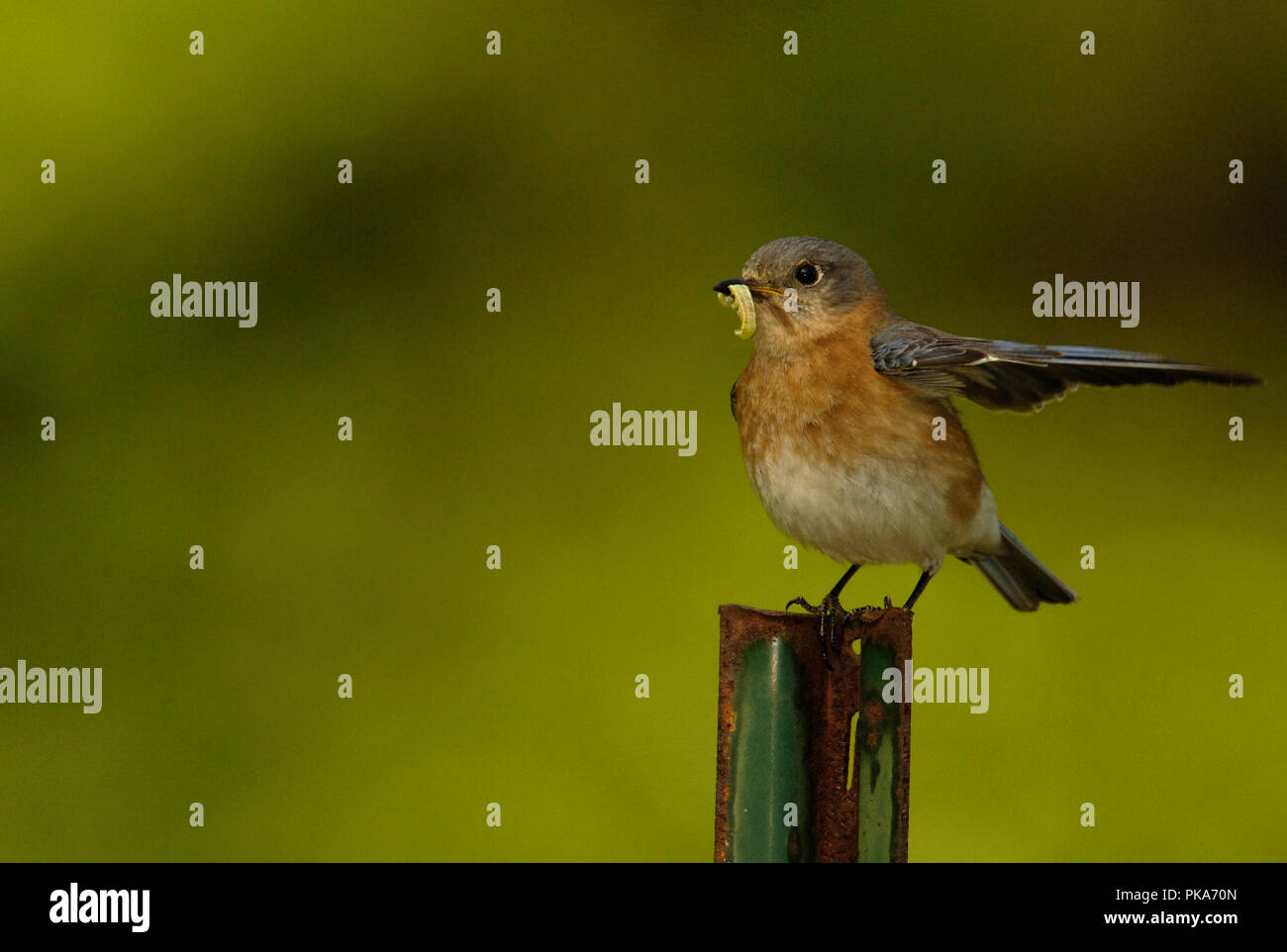 Eastern Bluebird :: Sialia sialis Stock Photo - Alamy
