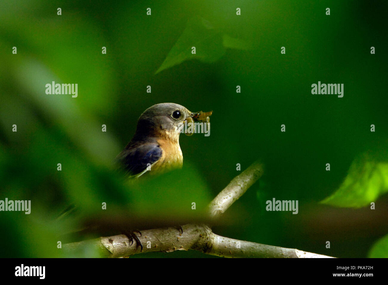 Eastern Bluebird :: Sialia sialis Stock Photo - Alamy