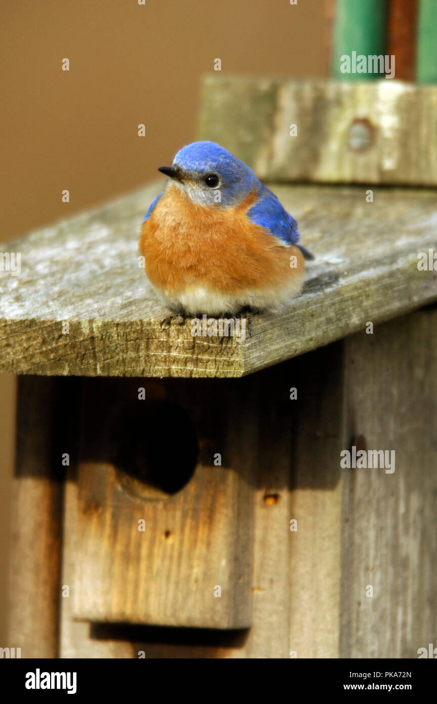 Eastern bluebird, eggs hi-res stock photography and images - Alamy