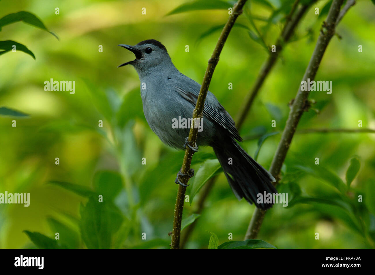 Catbird nest hi-res stock photography and images - Alamy