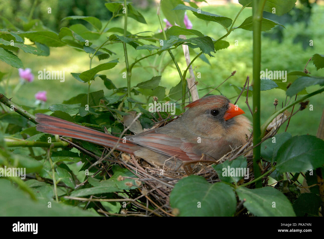 Northern Cardinal :: Cardinalis cardinalis Stock Photo - Alamy