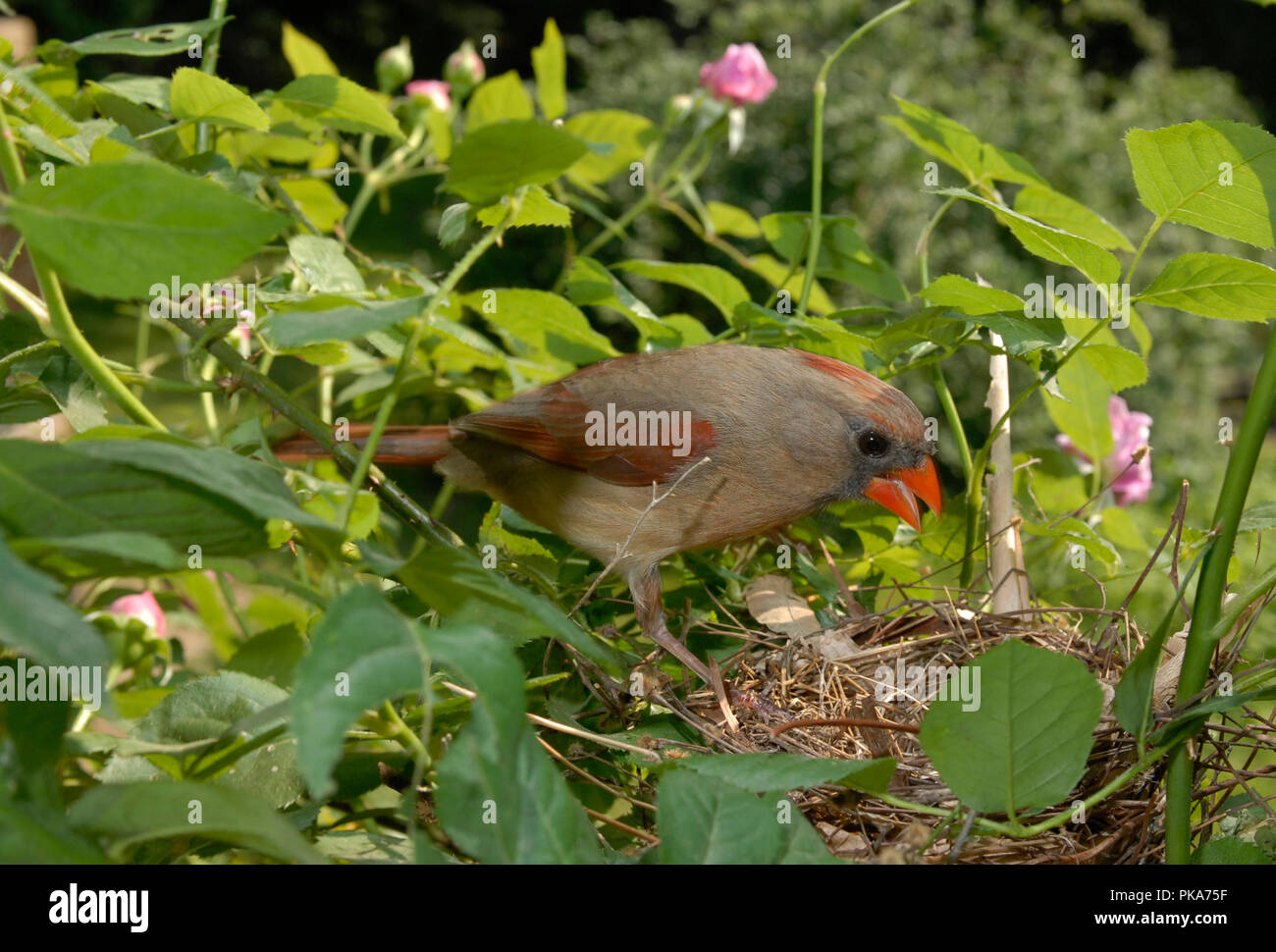 Northern Cardinal :: Cardinalis cardinalis Stock Photo - Alamy