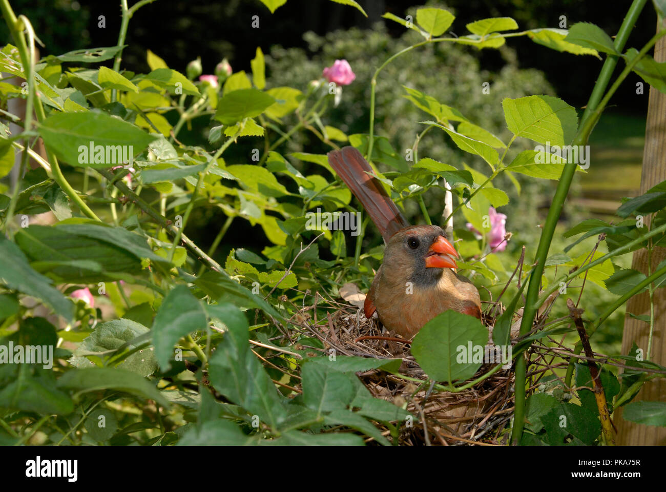 Cardinal eggs hi-res stock photography and images - Alamy