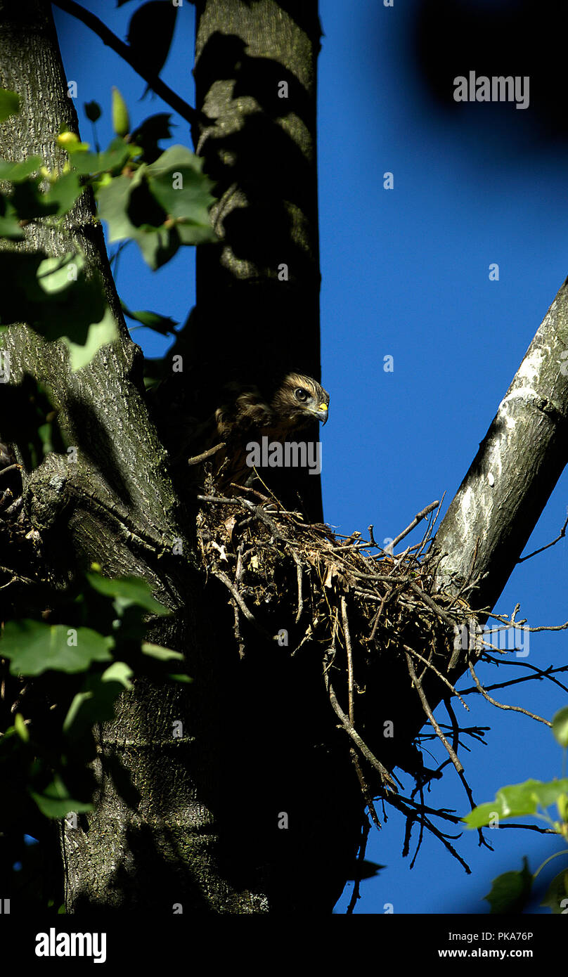 Red shouldered hawk nest hi-res stock photography and images - Alamy
