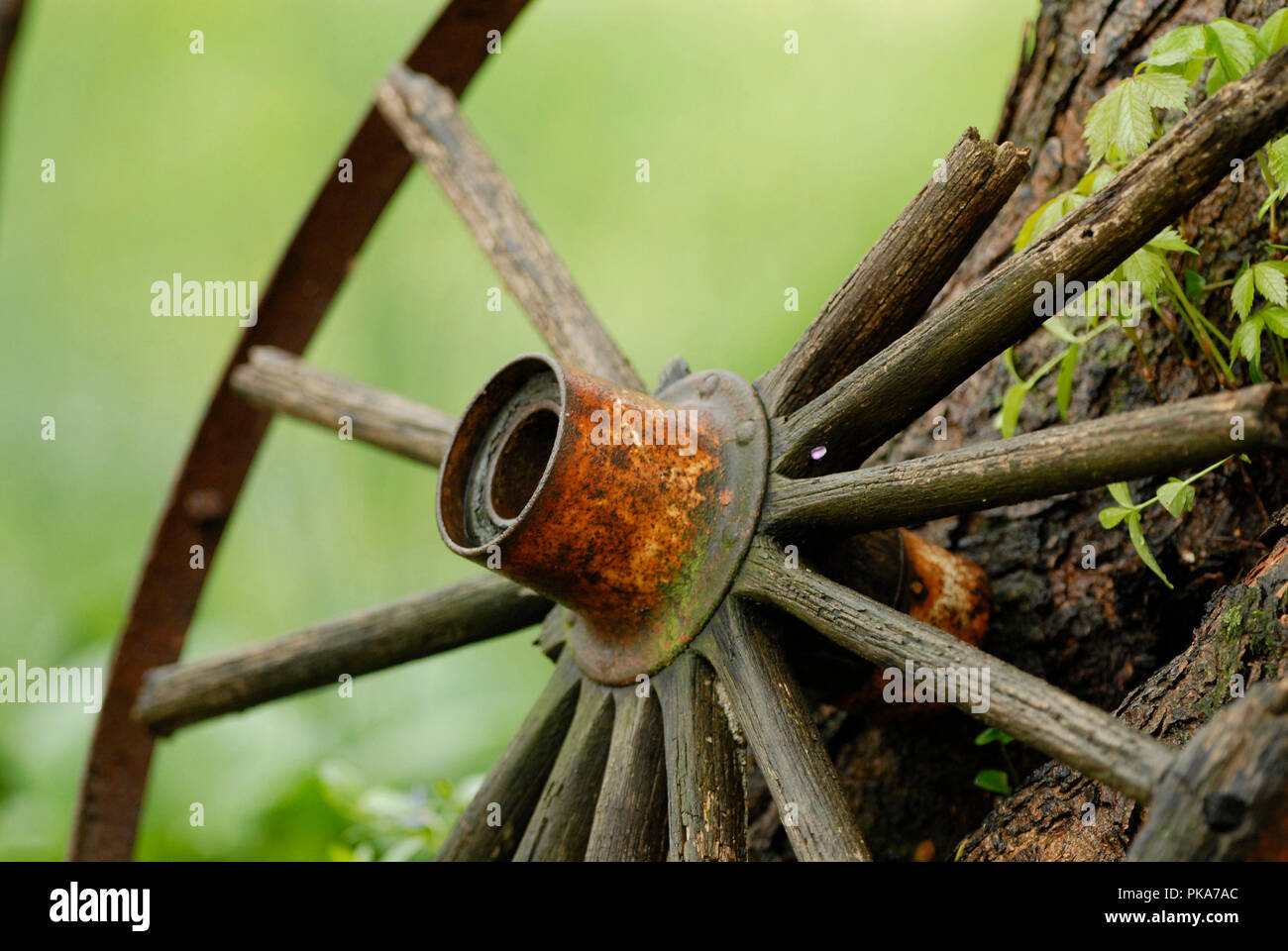 An old wagon wheel rots next to a old maple tree in the Shenandoah ...