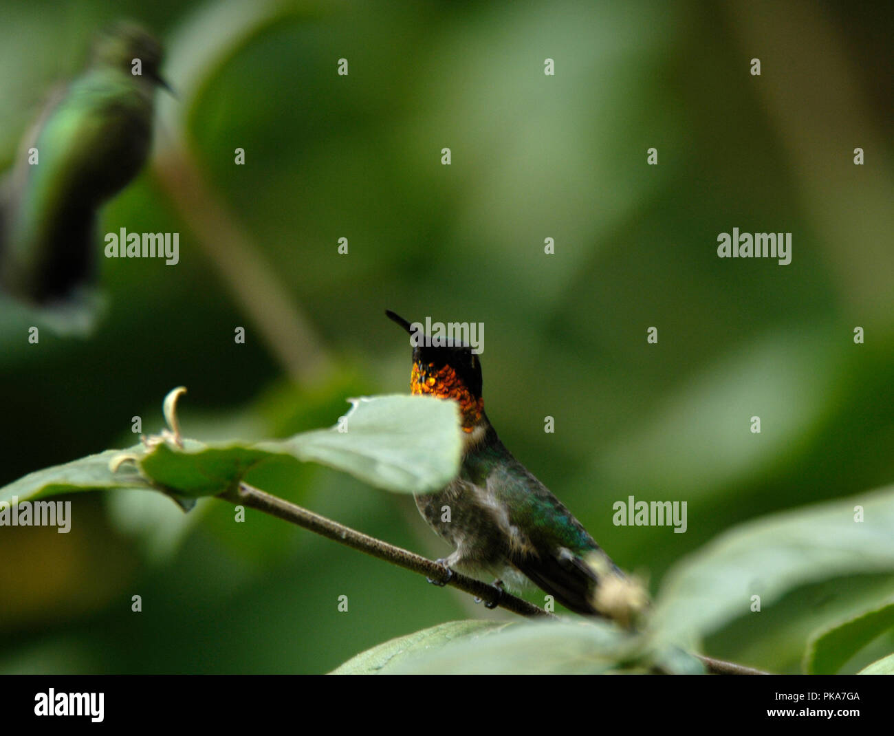Ruby-throated hummingbird :: Archilochus colubris Stock Photo - Alamy