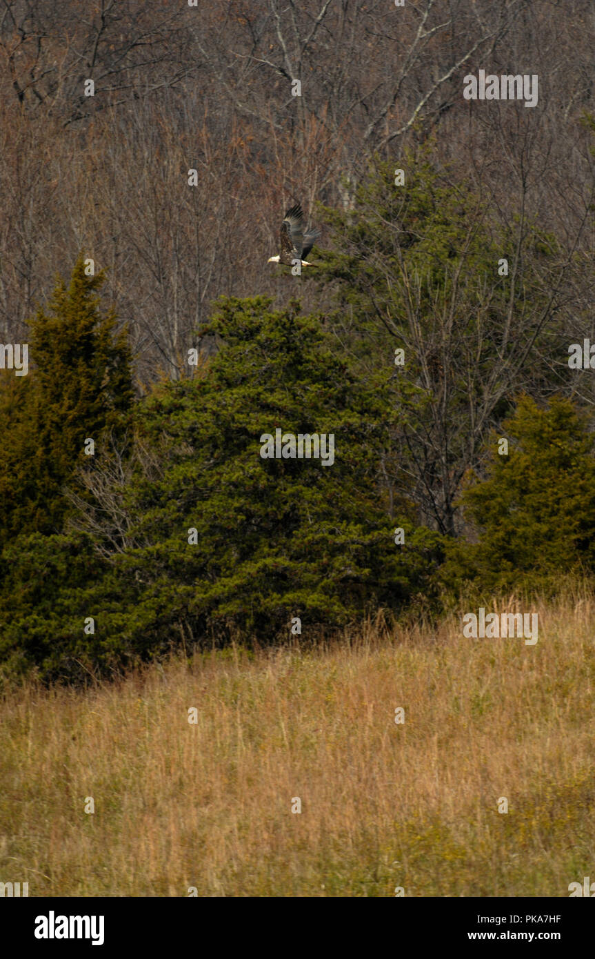 Virginia bald eagle hi-res stock photography and images - Alamy