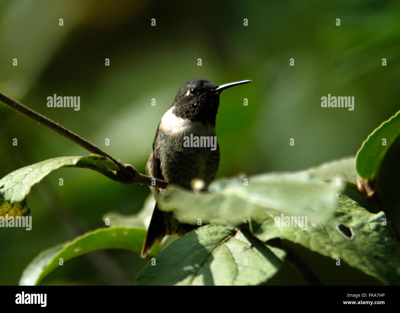 Ruby-throated hummingbird :: Archilochus colubris Stock Photo - Alamy