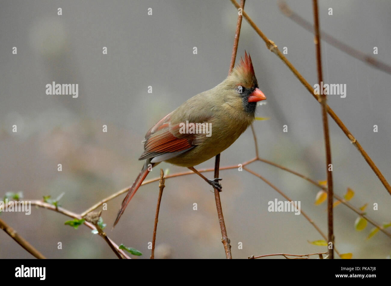 Northern Cardinal :: Cardinalis cardinalis Stock Photo - Alamy