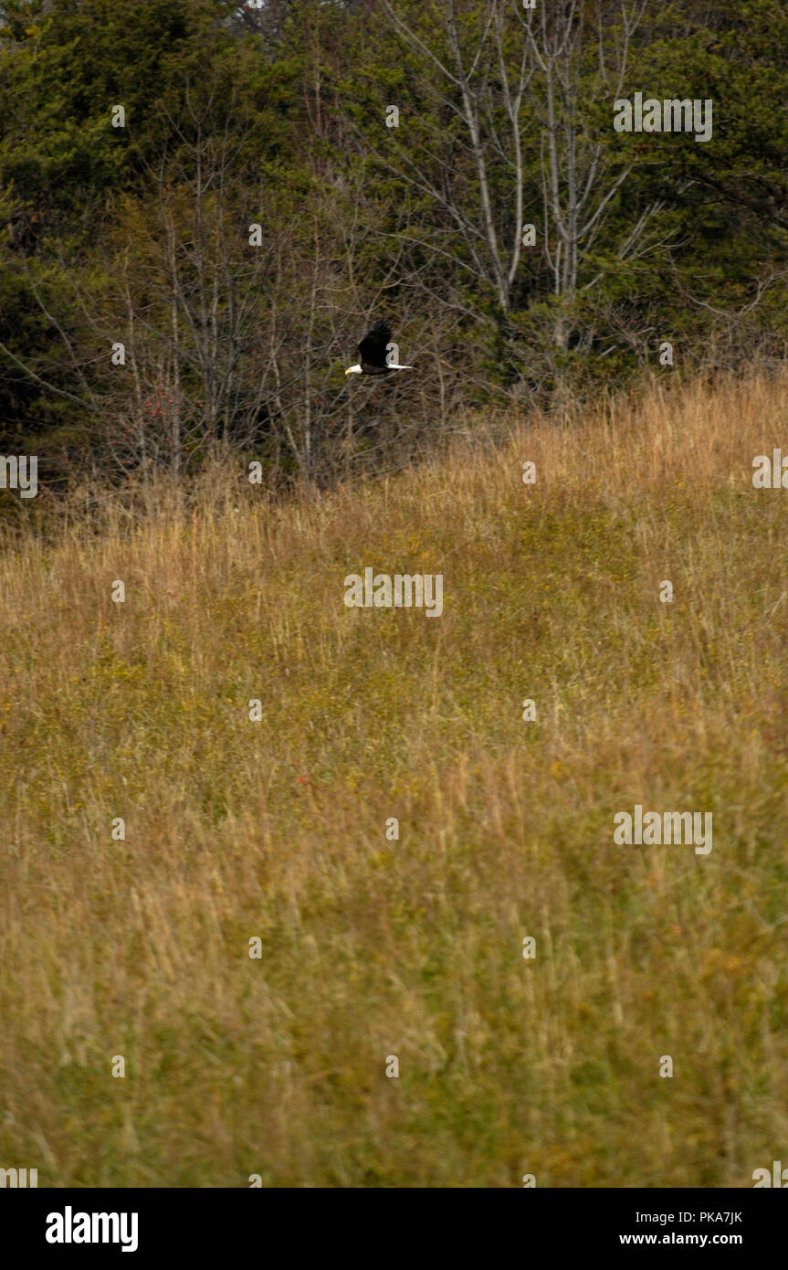 Virginia bald eagle hi-res stock photography and images - Alamy
