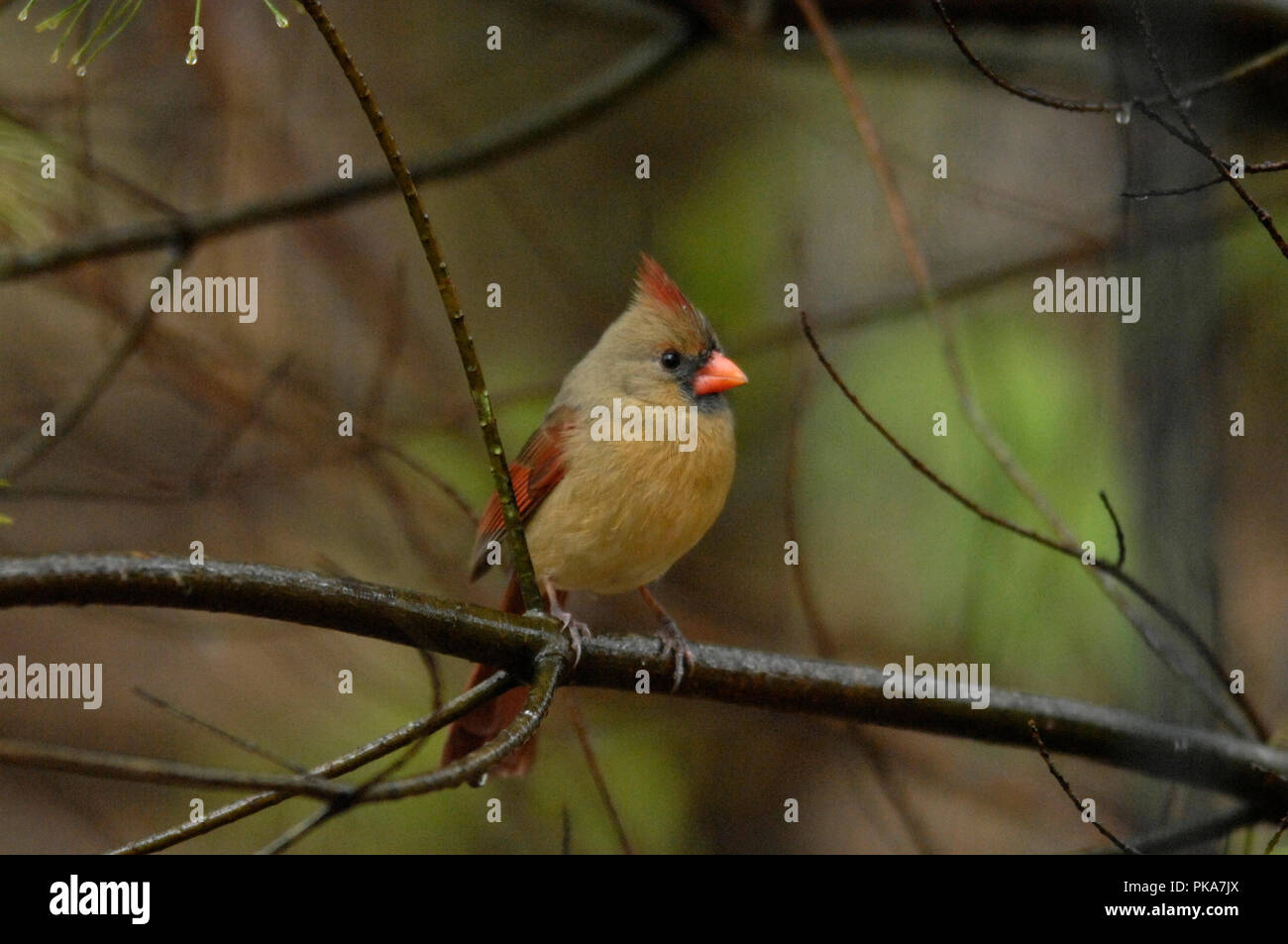 Northern Cardinal :: Cardinalis cardinalis Stock Photo - Alamy