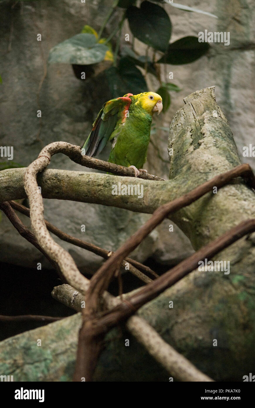 Double Yellow Headed Amazon Parrot High Resolution Stock Photography ...