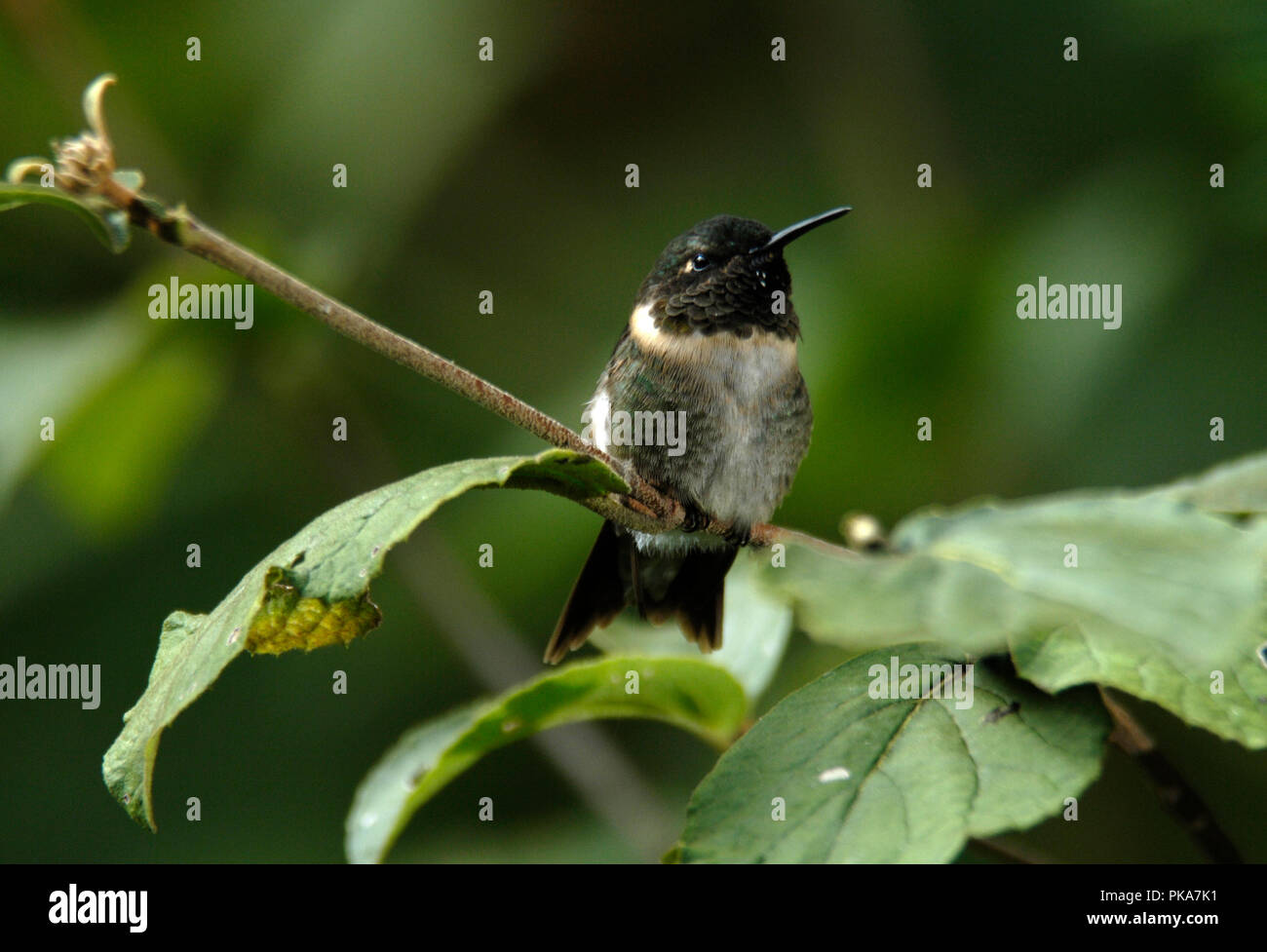 Ruby-throated hummingbird :: Archilochus colubris Stock Photo - Alamy
