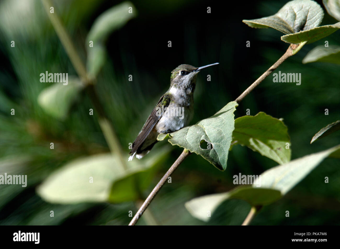 Ruby-throated hummingbird :: Archilochus colubris Stock Photo - Alamy