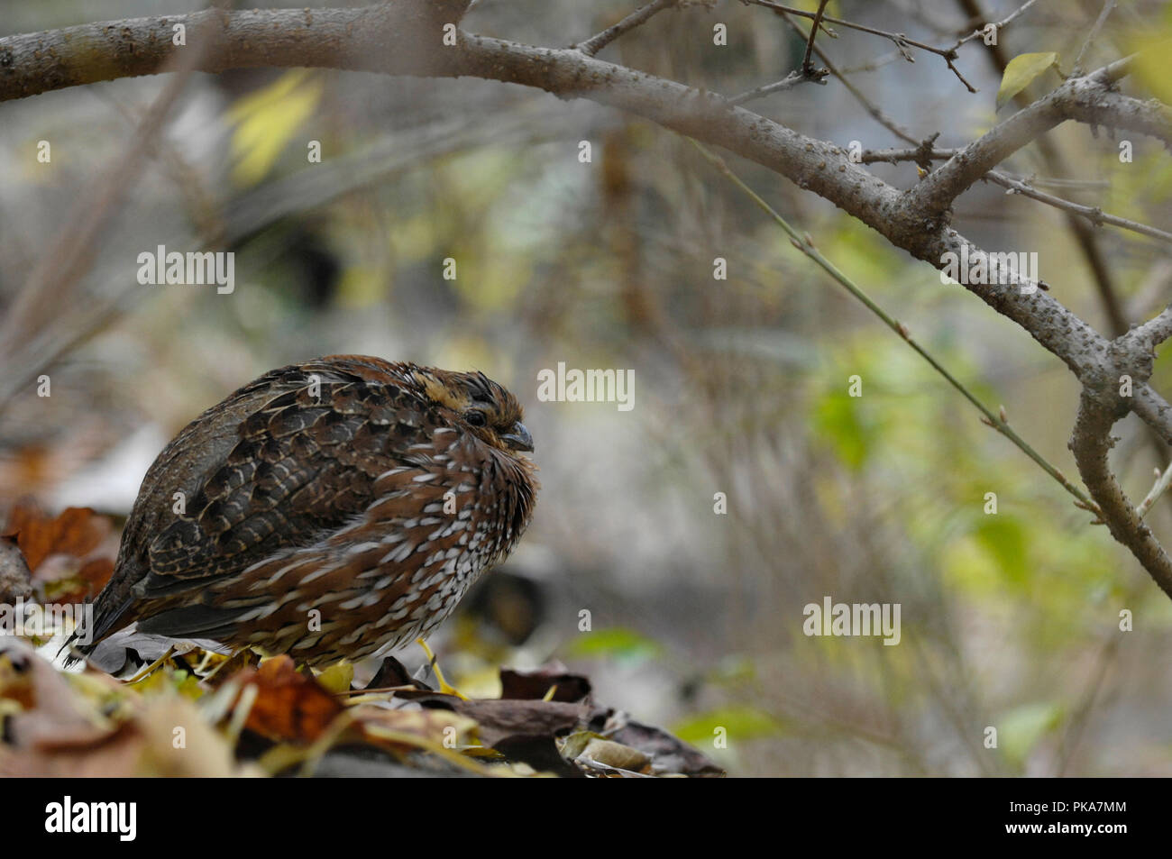 Bobwhite hunting hi-res stock photography and images - Alamy
