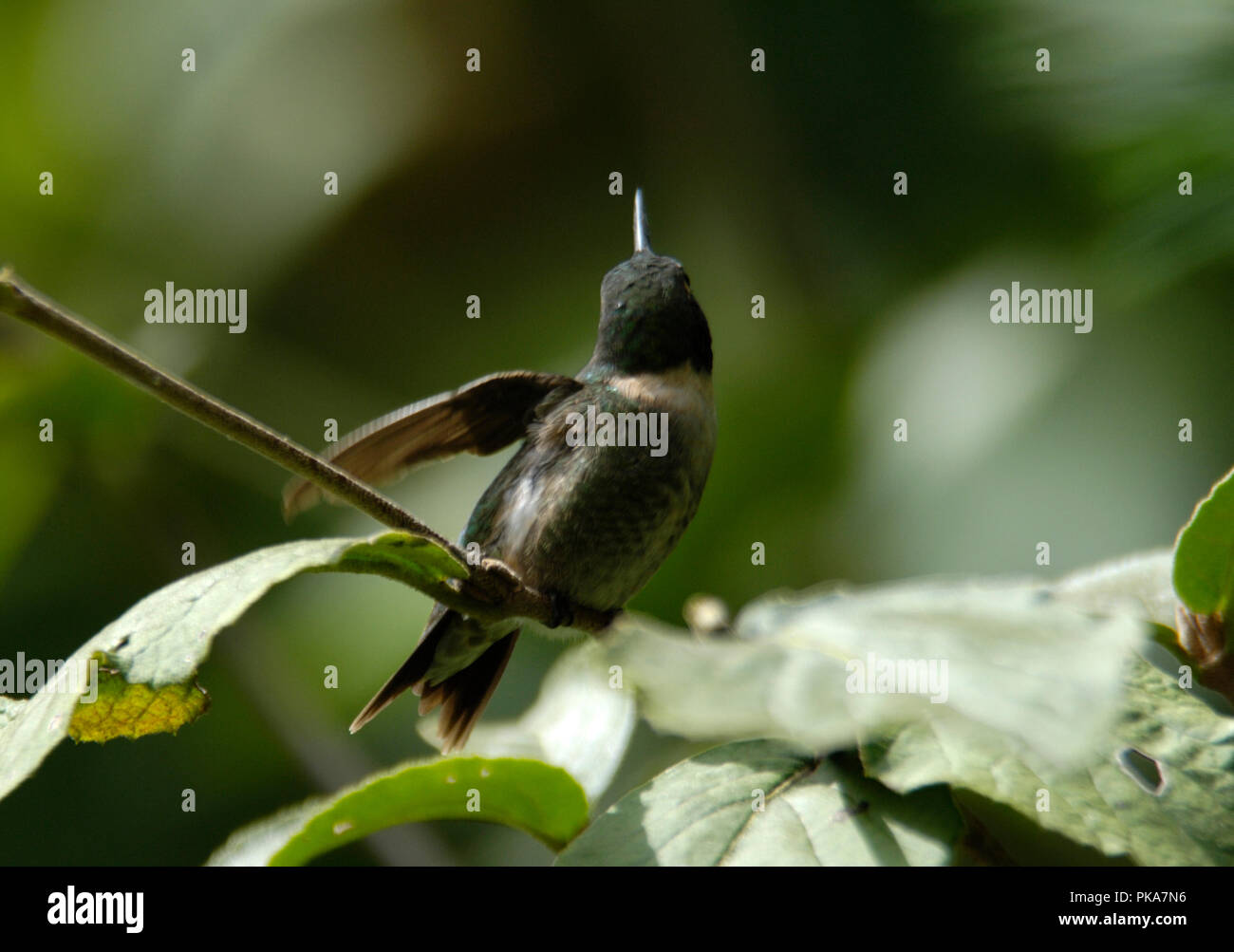 Ruby-throated hummingbird :: Archilochus colubris Stock Photo - Alamy