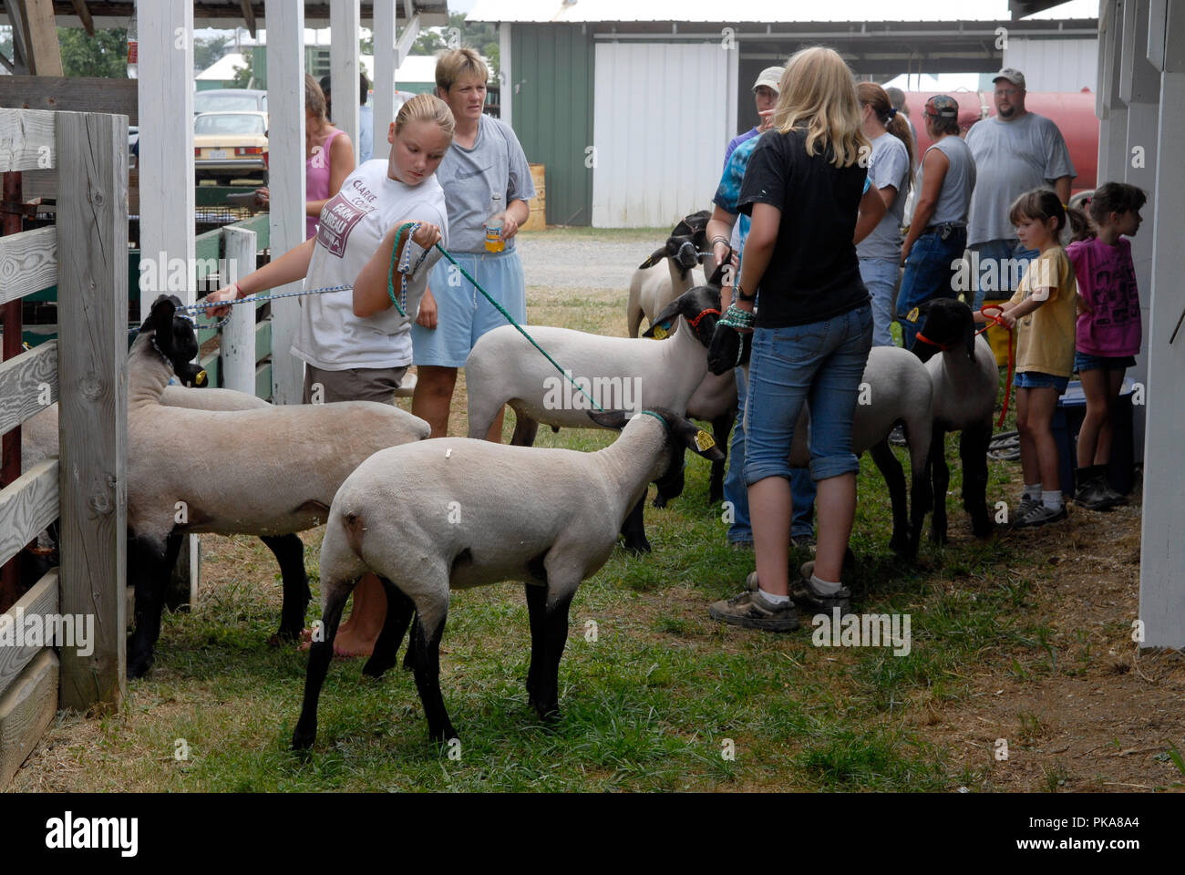 The sheep weigh in just before the judging of the market sheep by ...