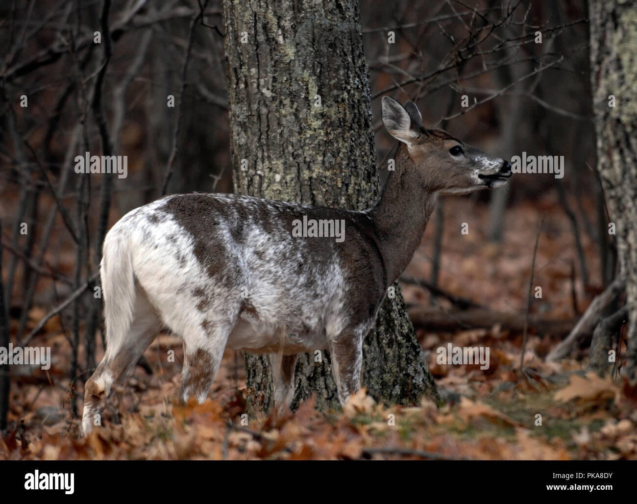 Whitetail deer :: Odocoileus virginianus Stock Photo - Alamy